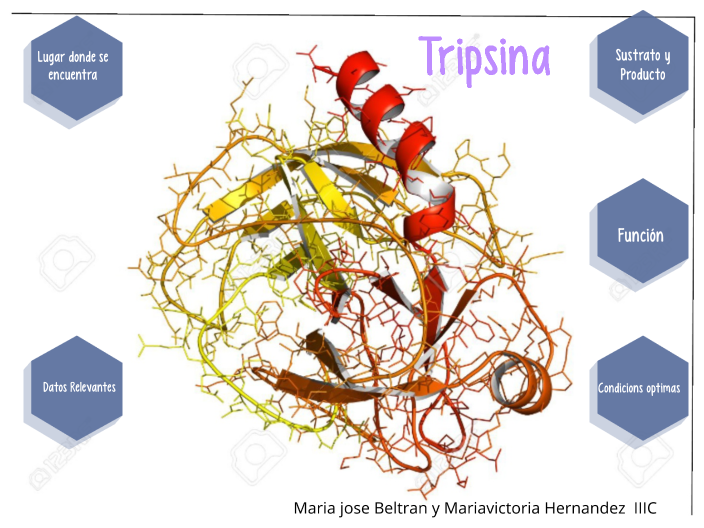 Tripsina by Maria jose Beltran on Prezi