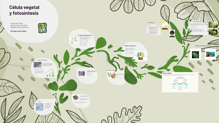 Célula vegetal y fotosíntesis by Marta Déniz Pérez on Prezi