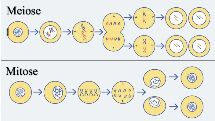Celledeling Mitose Og Meiose By Mille Jagd On Prezi