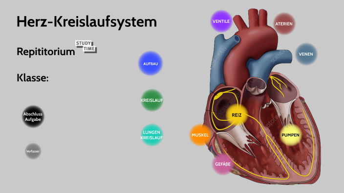 Herz-Kreislaufsystem by Julia Monica on Prezi