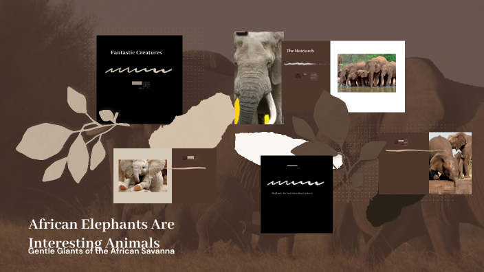 Elephants by Ryan Shim on Prezi