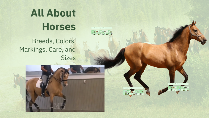 All About Horses by Alice Glago Leroux on Prezi