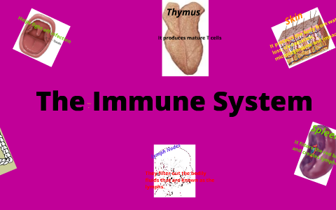 Immune System by Miranda Nevil on Prezi