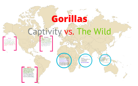 Gorillas Captivity vs. The Wild by Andrew S. on Prezi