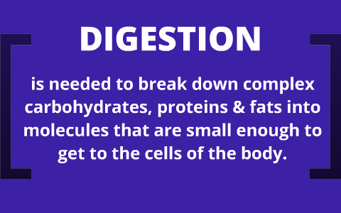 Energy Transformation During Digestion by Rebecca Thomas on Prezi