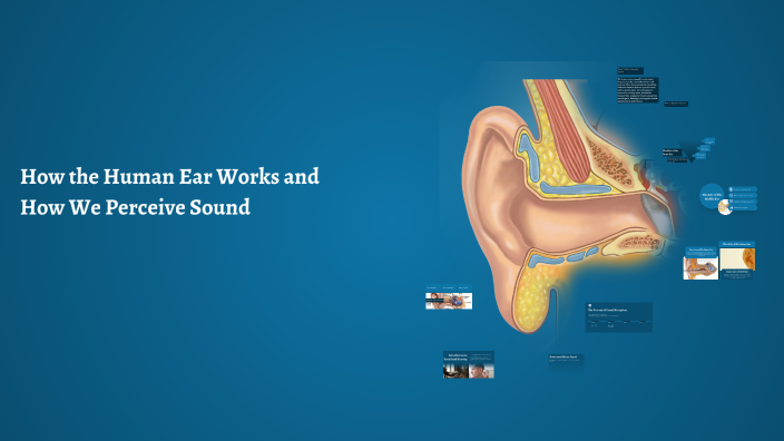 How the Human Ear Works and How We Perceive Sound by arcee chen on Prezi