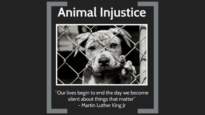 Animal Injustice by laurynn garcia on Prezi