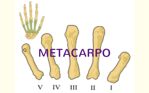 metacarpos by Mirna Gallardo Valderrama on Prezi