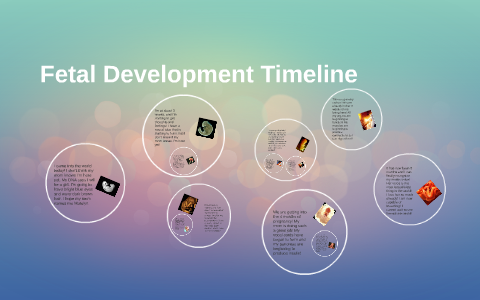 Fetal Development Timeline by Megan Rockford on Prezi
