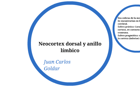 Neocortex dorsal y anillo límbico by victoria franquet on Prezi
