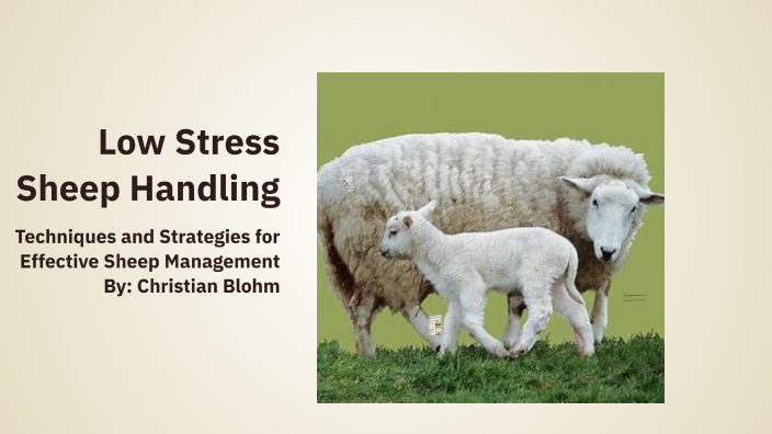 Low Stress Sheep Handling by Christian Blohm on Prezi