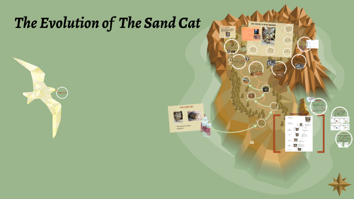 The Evolution of The Sand Cat by Christine Dinh on Prezi