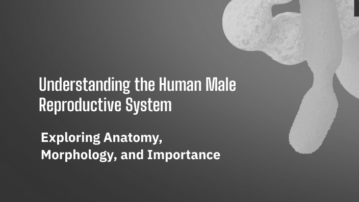 Understanding the Human Male Reproductive System by yukta dandeva on Prezi