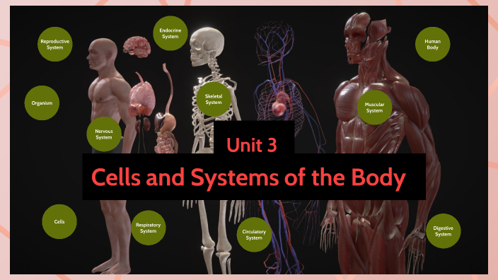 Cells and Systems of the Body by on Prezi