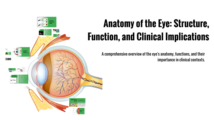 Anatomy of the Eye: Structure, Function, and Clinical Implications by ...