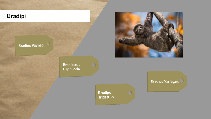 Bradipi by Emma Alice Miggiano on Prezi