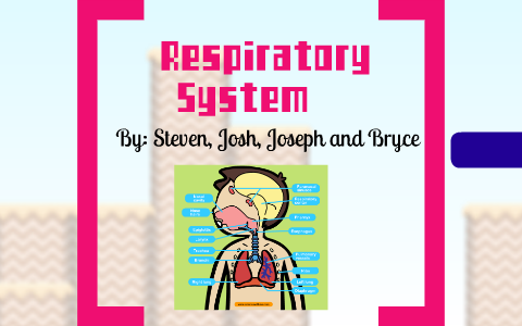 Anatomy - Respiration by Bryce Angaran