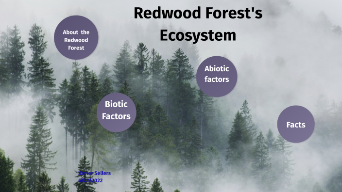 Redwood Forest's Ecosystem by Xavier Sellers on Prezi