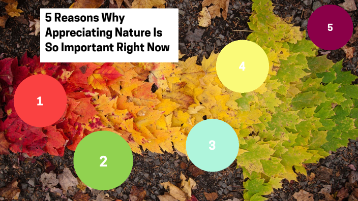 5 Reasons Why Appreciating Nature Is So Important Right Now by Nur ...
