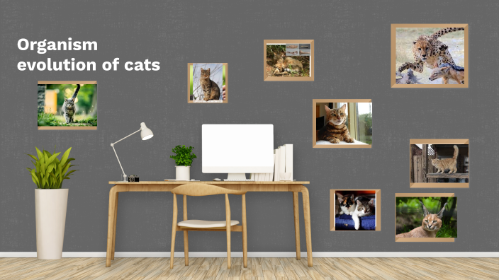 The organism evolution of cats by kenneth basham on Prezi