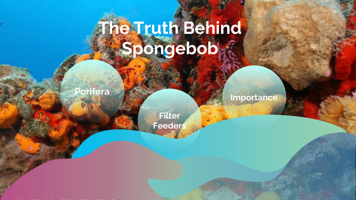 Porifera (Sponges) by Gwen Gaffney on Prezi