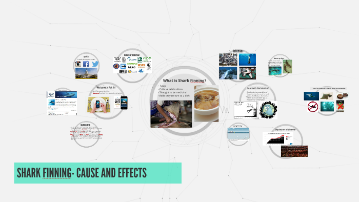 Shark Finning by Emily Paskett on Prezi
