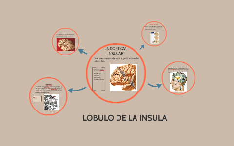 Lobulo de la Insula by Ignacio Valdes on Prezi