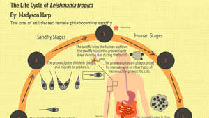 The Life Cycle of Leishmania tropica by Madyson Harp on Prezi Design