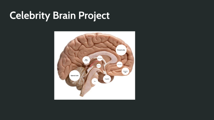 Celebrity brain project by Dhruv Patel on Prezi