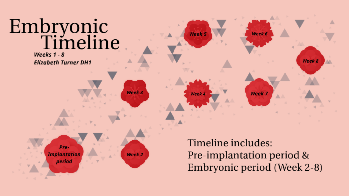Embryonic Timeline by Elizabeth Turner on Prezi