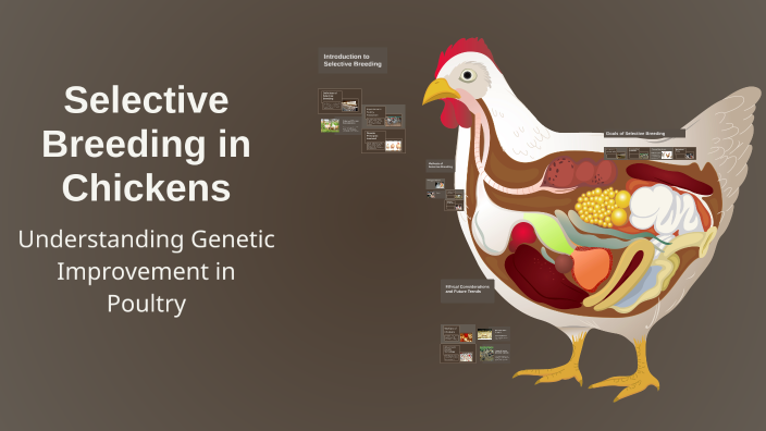 Selective Breeding In Chickens By Ffs Shhs On Prezi