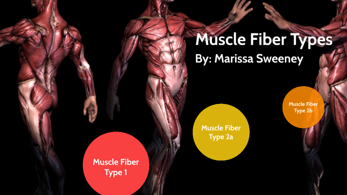 Types of Muscle Fibers a & Sports Relations by Marissa Sweeney on Prezi
