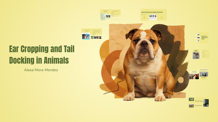 Understanding Ear Cropping and Tail Docking in Animals by Alexa Mora ...