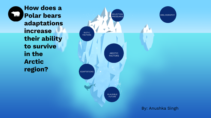 How does a Polar bears adaptations increase their ability to survive in ...