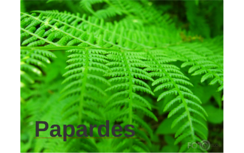 Papardes by Atis Gēliņš on Prezi