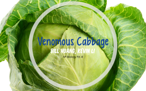 Venomous Cabbage by Bill Huang on Prezi
