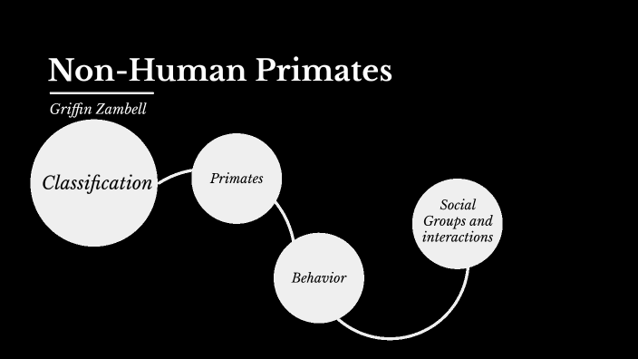 Non human primates by Griffin Zambell on Prezi