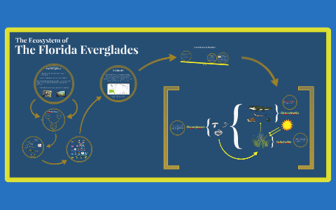 The Ecosystem in the Florida Everglades by Sam Bunger on Prezi
