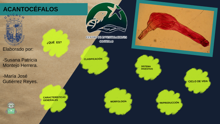ACANTOCÉFALOS by Susana Patricia Montejo Herrera on Prezi
