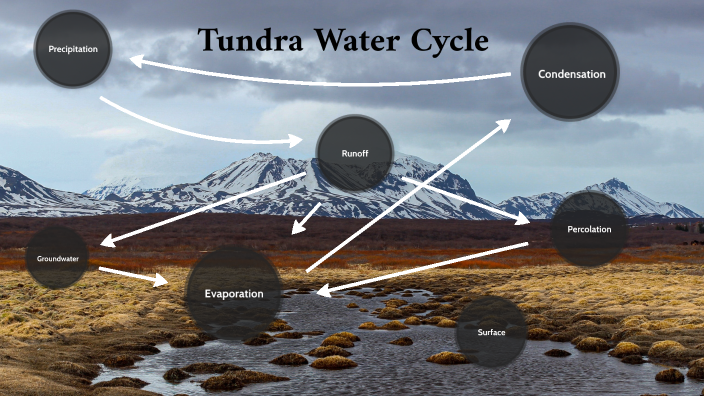 Tundra Water Cycle by saw movi on Prezi