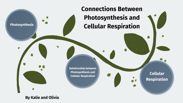 Connections Between Photosynthesis and cellular Respiration by Olivia Walker on Prezi