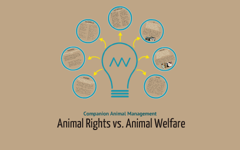 Animial Rights vs. Animal Welfare by JiEun Hong on Prezi
