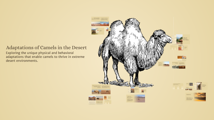Adaptations of Camels in the Desert by Soo S on Prezi
