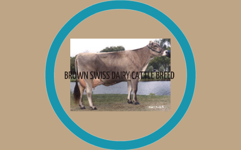 Brown Swiss Dairy Cattle Breed by Gabby Domagala on Prezi