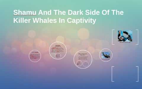 Shamu And The Dark Side Of The Killer Whales In Captivity by Danielle ...
