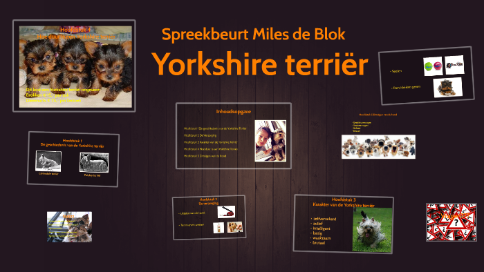 Spreekbeurt Miles de Blok by Isabella Buitendijk on Prezi