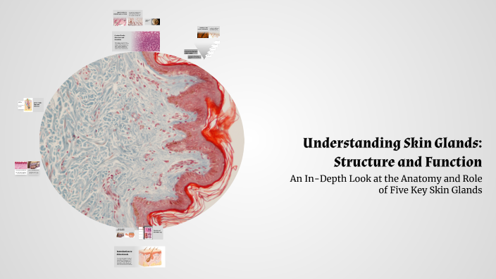 Understanding Skin Glands: Structure and Function by Shalu Patel on Prezi