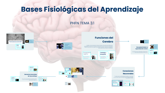 Bases Fisiológicas del Aprendizaje by Pablo Hafidd Fragoso Nava on Prezi