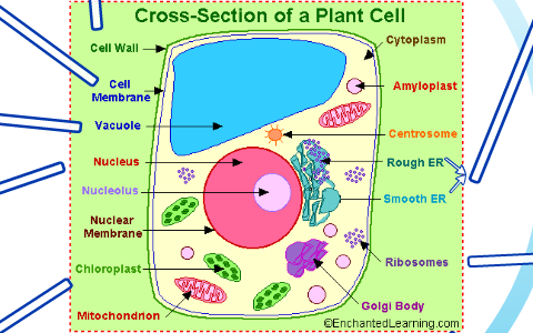 Cell Analogy Project: A Cell vs. A School by Julia Phillips on Prezi