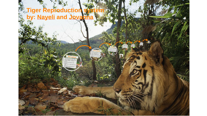 Tiger Reproduction system by nayeli fernandez on Prezi
